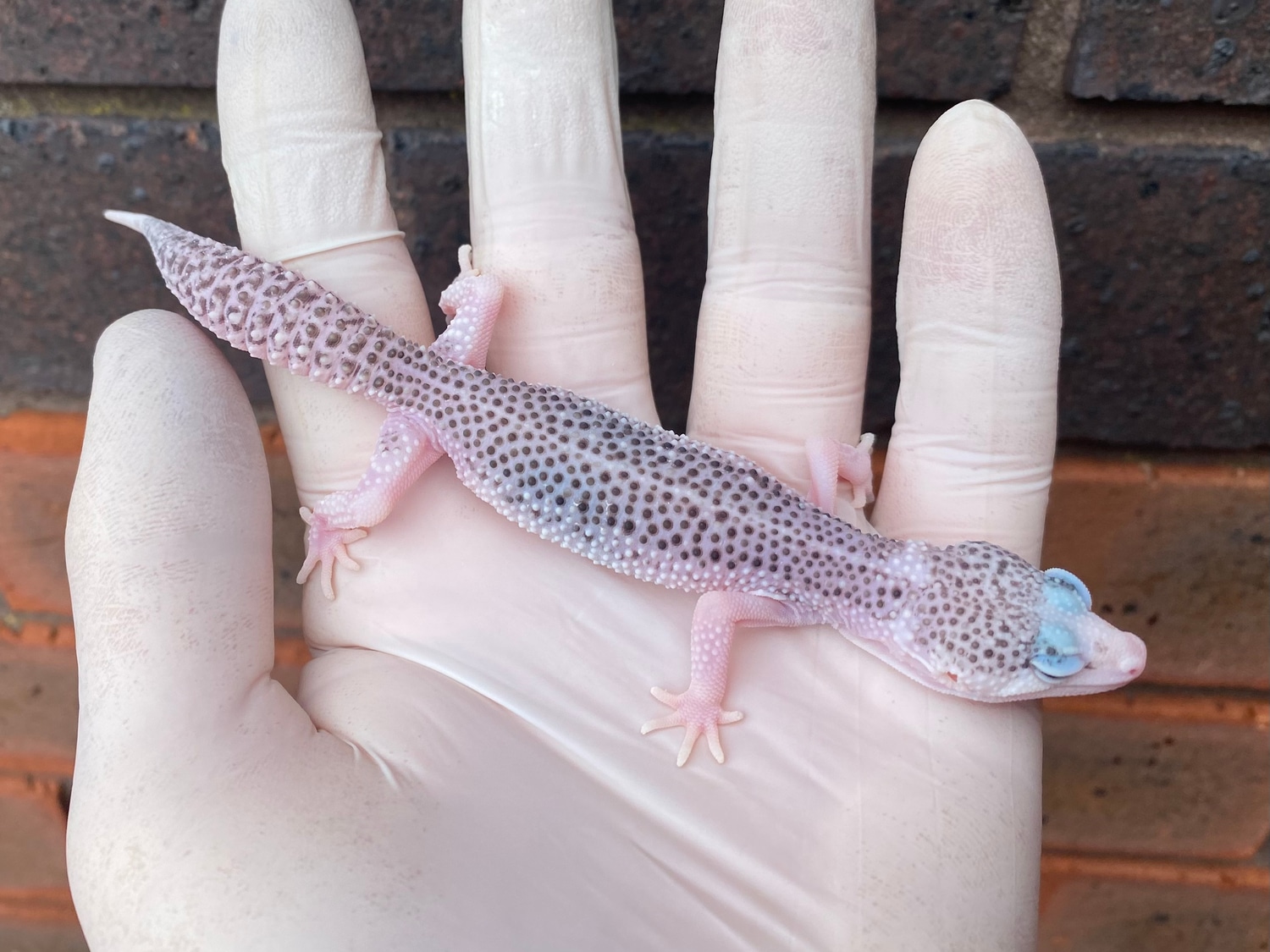 Super Mack Snow Leopard Gecko by Crystal Palace Reptiles - MorphMarket