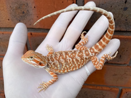 Hypo Red Citrus LeatherBack Central Bearded Dragon by Crystal Palace ...