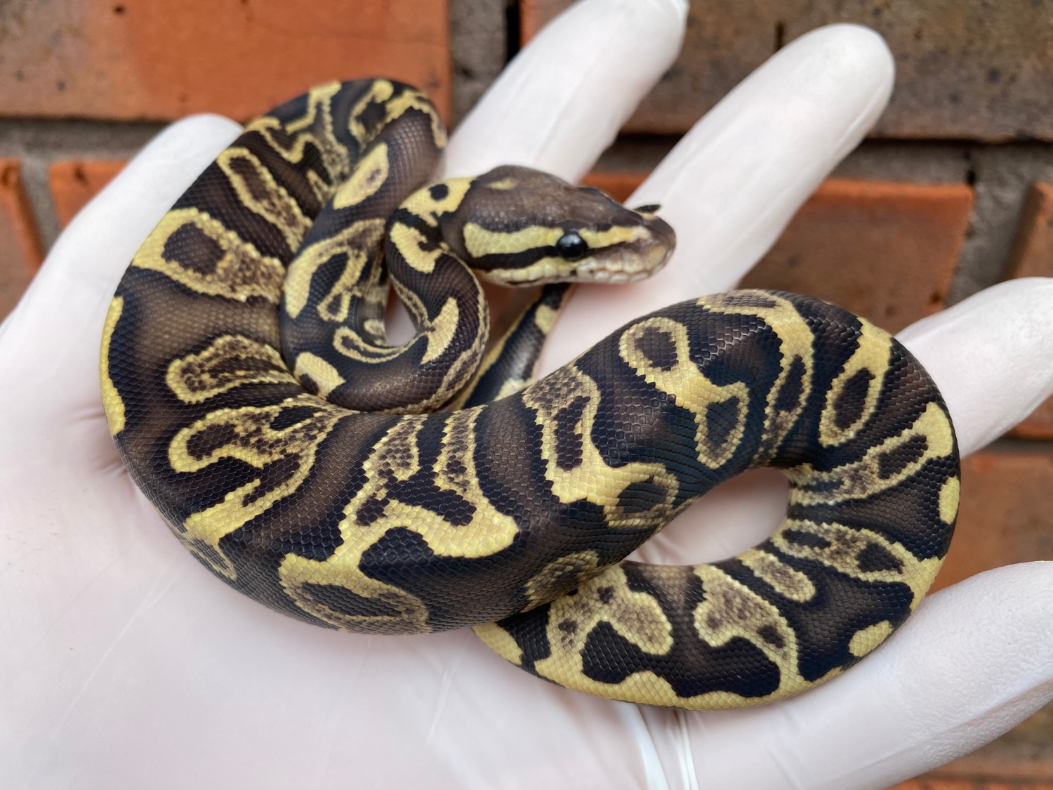 Leopard GHI Fire Ball Python by Crystal Palace Reptiles - MorphMarket