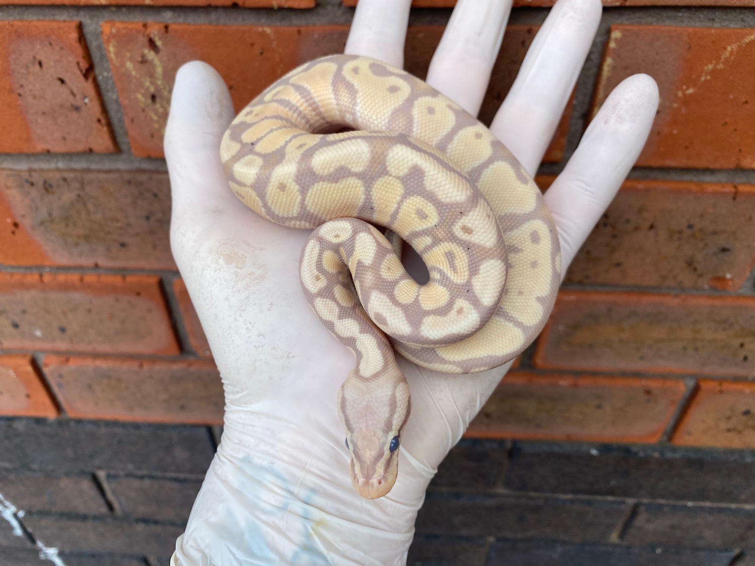 Banana Pastel 100% Het DesertGhost / Clown & Sahara Ball Python by ...