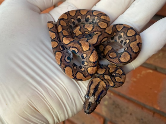 🌈 Peruvian Rainbow Boa - Epicrates Cenchria Gaigeae 🌈 Brazilian Rainbow ...