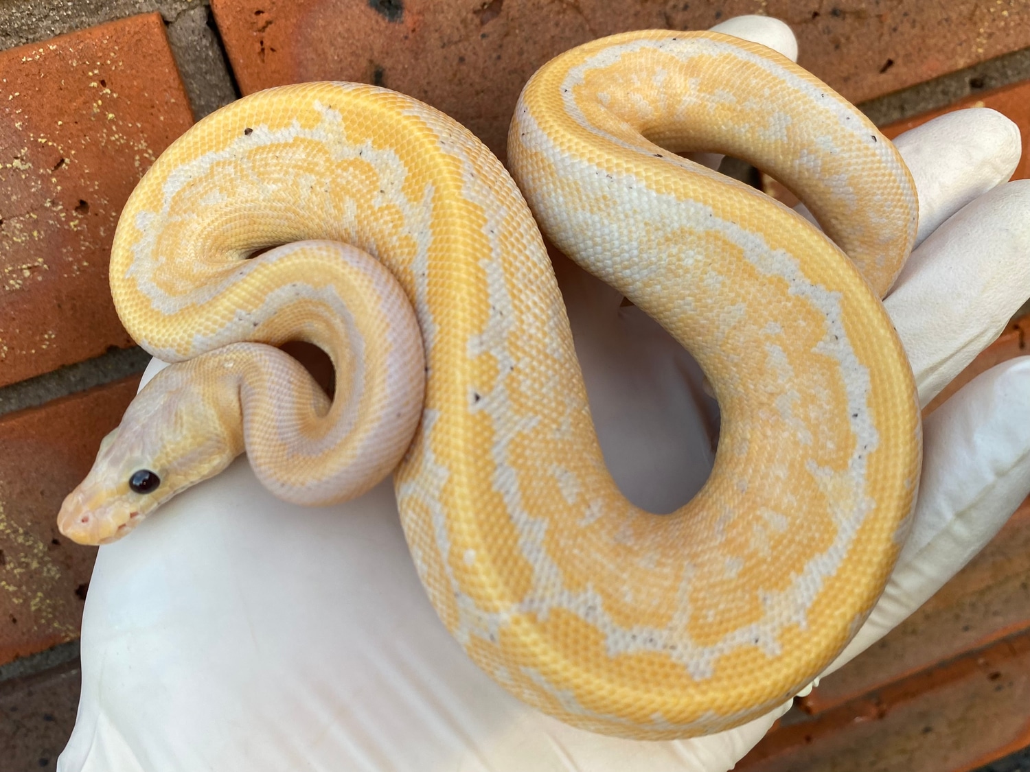 Bongo Banana Pinstripe Ball Python by Crystal Palace Reptiles - MorphMarket