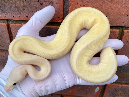 Banana Lesser Pastel Pinstripe Clown Ball Python by Crystal Palace Reptiles