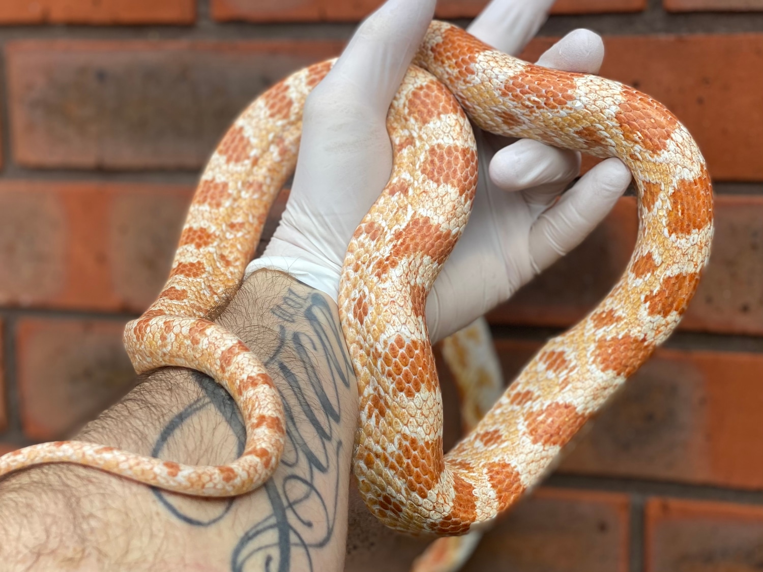 Amelanistic Corn Snake by Crystal Palace Reptiles - MorphMarket