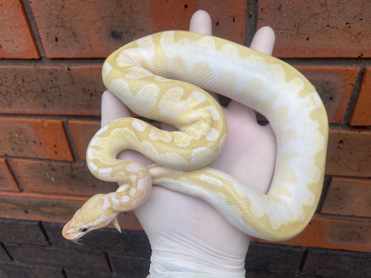 Bamboo Banana Pastel Calico Ball Python by Crystal Palace Reptiles ...