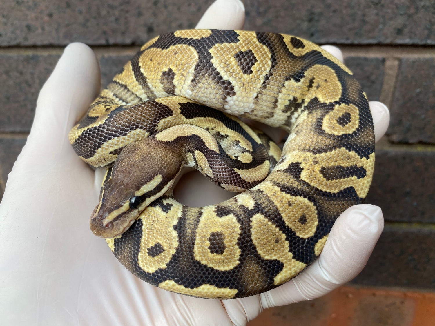 Phantom Fire Ball Python by Crystal Palace Reptiles - MorphMarket