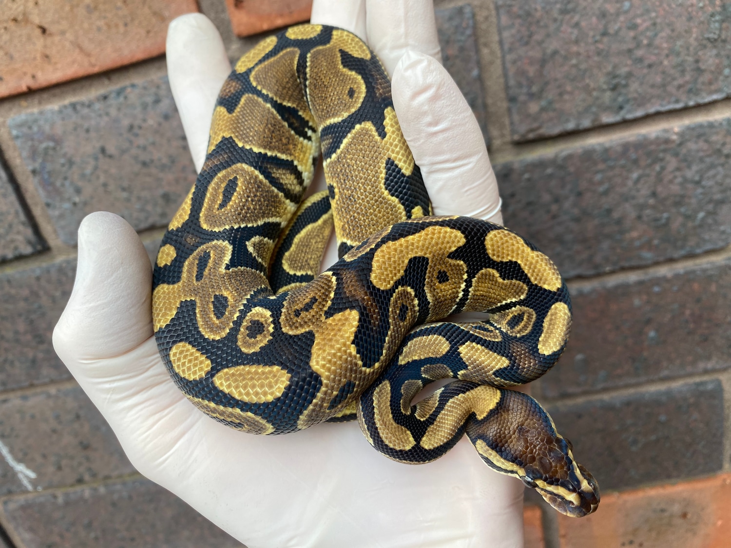 Wildtype Ball Python by Crystal Palace Reptiles - MorphMarket