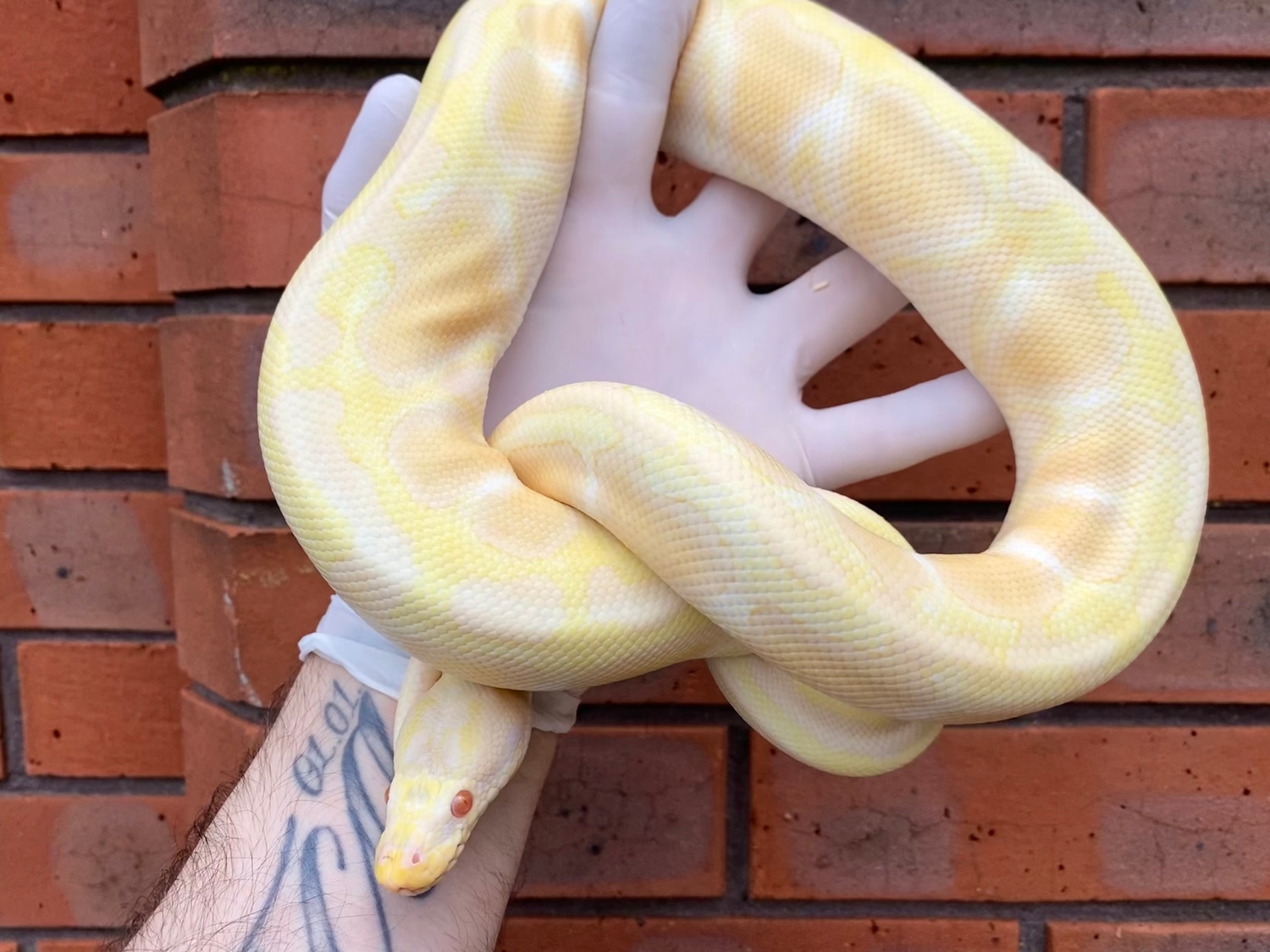Albino Mahogany Pastel Ball Python by Crystal Palace Reptiles - MorphMarket