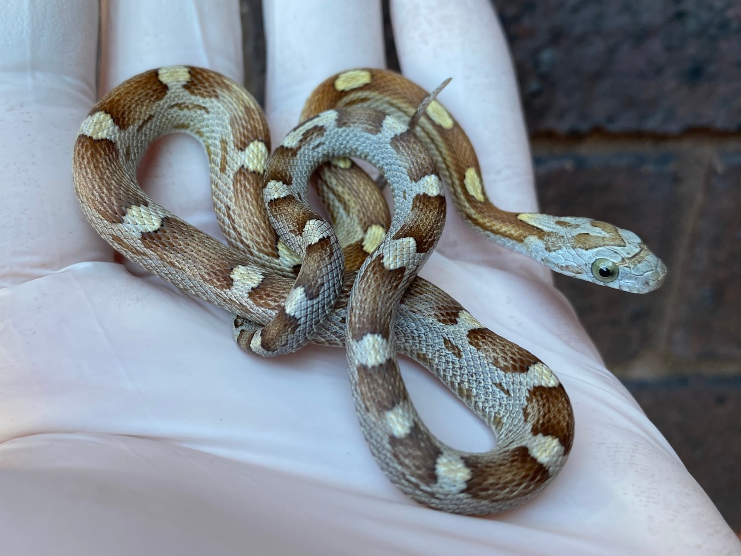 Caramel Motley Corn Snake by Crystal Palace Reptiles - MorphMarket