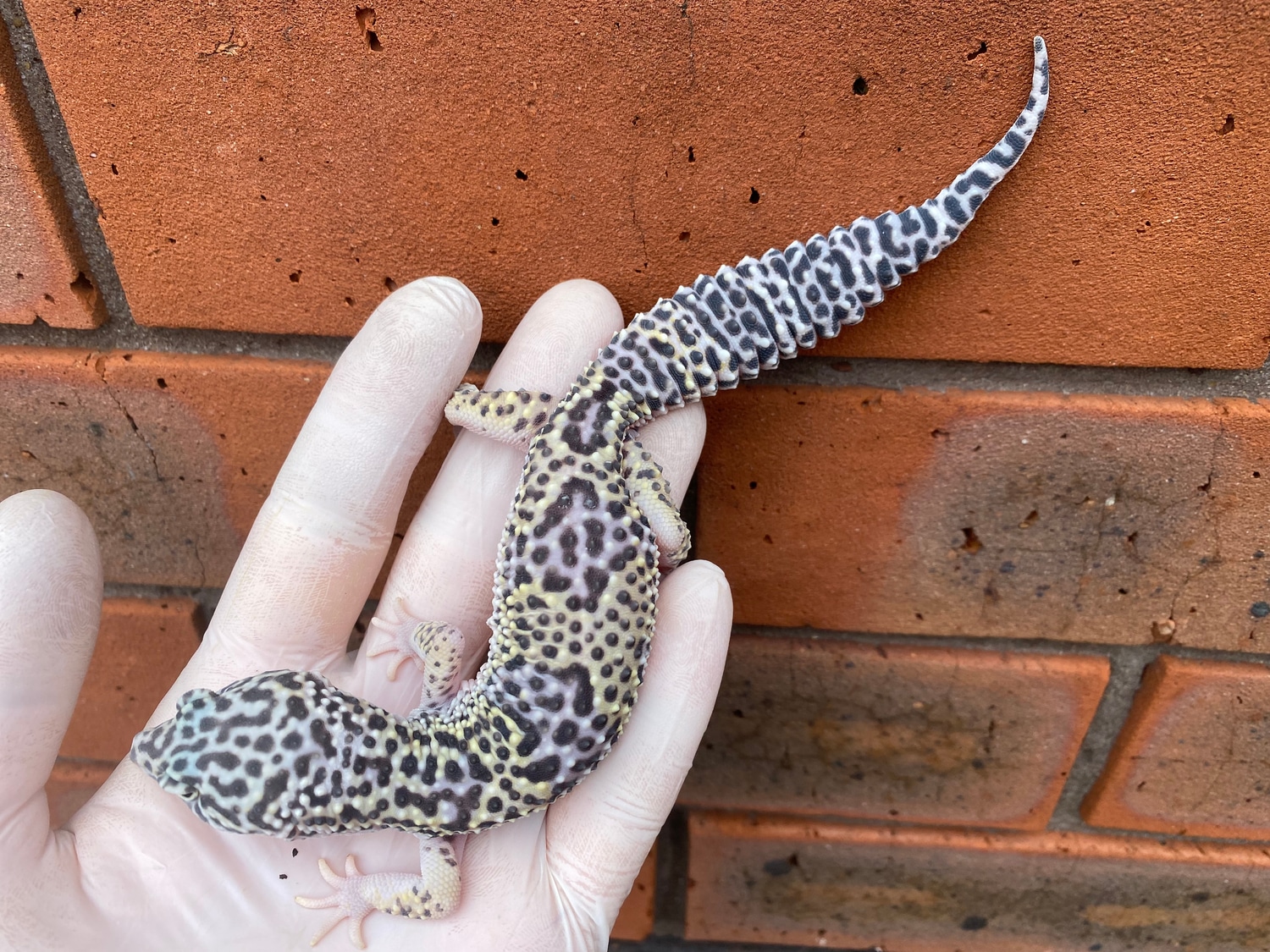 Mack Snow Leopard Gecko by Crystal Palace Reptiles - MorphMarket