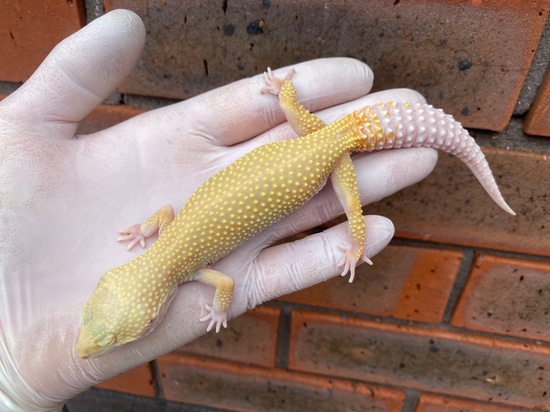 Albino Murphys Patternless (Tremper) Leopard Gecko by Crystal Palace ...