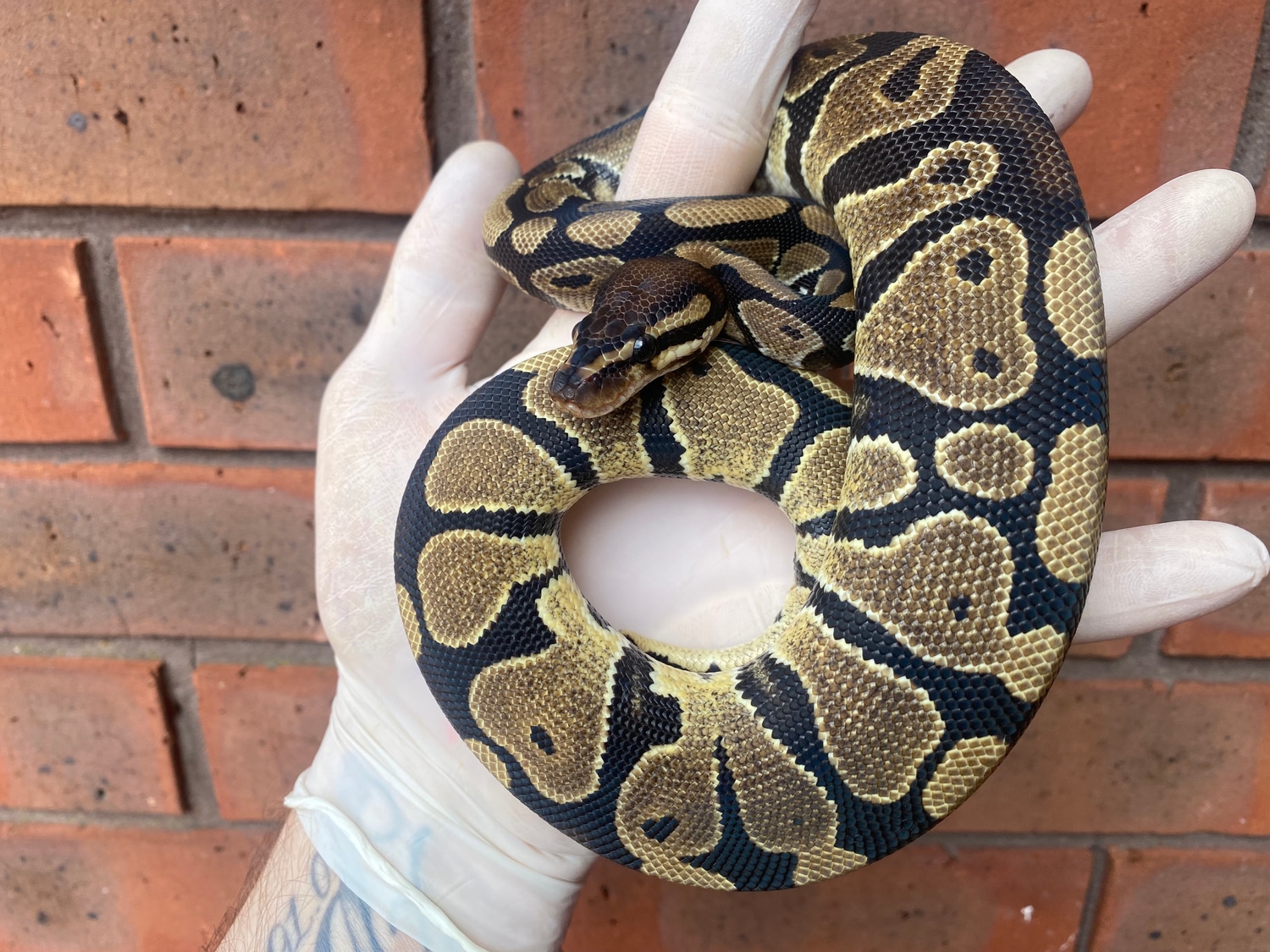 Wildtype 100% Het Sahara Ball Python by Crystal Palace Reptiles ...