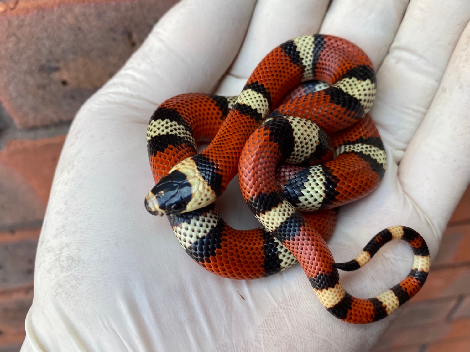 Tri-Colour Honduran Milk Snake by Crystal Palace Reptiles - MorphMarket