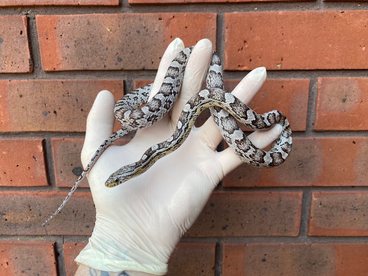 Anerythristic Corn Snake by Crystal Palace Reptiles - MorphMarket