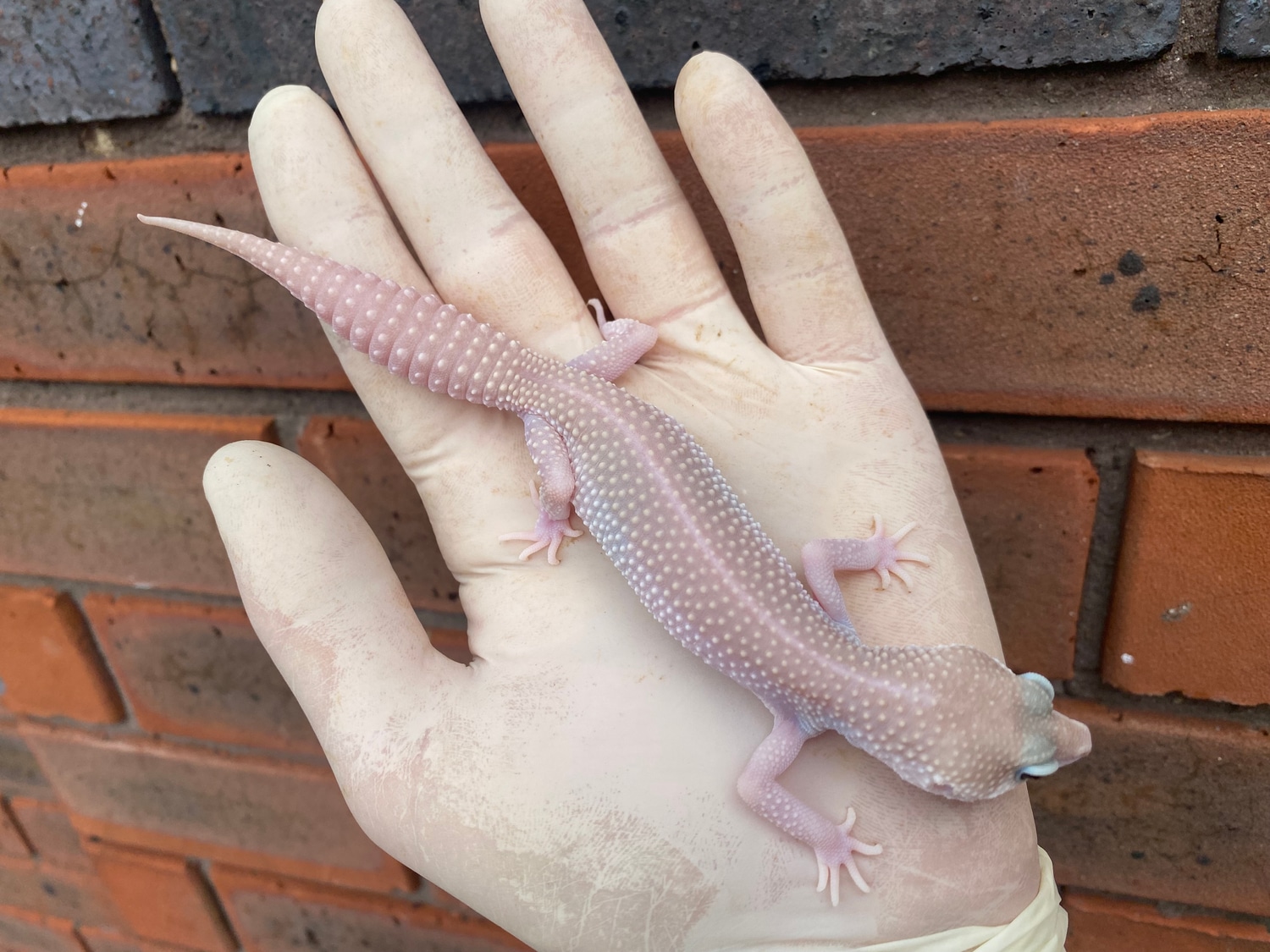 Super Mack Snow Murphy’s Patternless Leopard Gecko by Crystal Palace ...