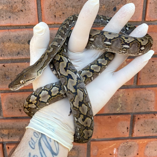 Madu Dwarf Reticulated Python by Crystal Palace Reptiles