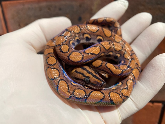 🌈 Peruvian Rainbow Boa - Epicrates Cenchria Gaigeae 🌈 Brazilian Rainbow ...