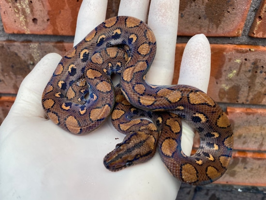 🌈 Peruvian Rainbow Boa - Epicrates Cenchria Gaigeae 🌈 Brazilian Rainbow ...