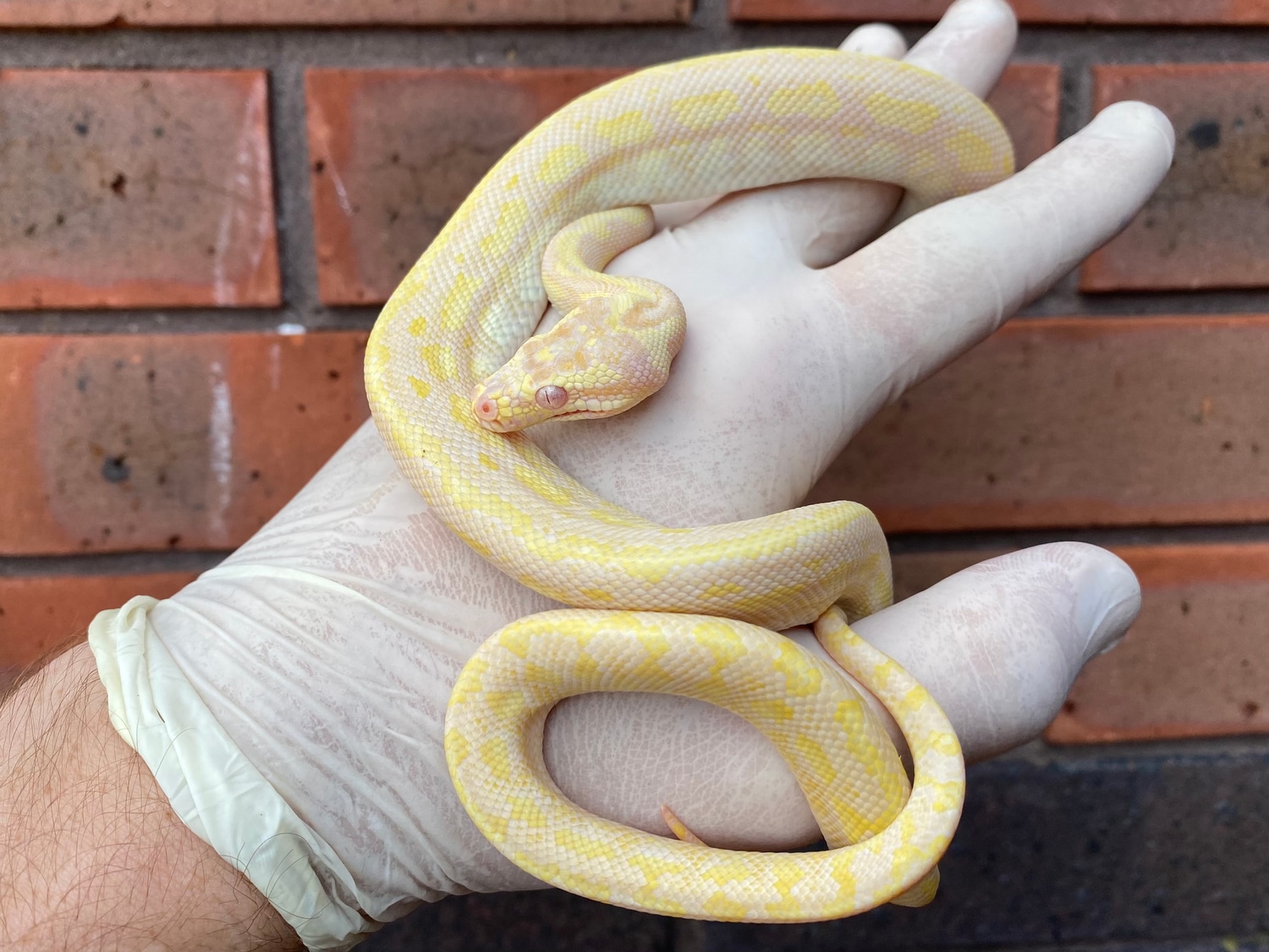 Albino (Morelia Spilota Spp) Darwin Carpet Python by Crystal Palace ...
