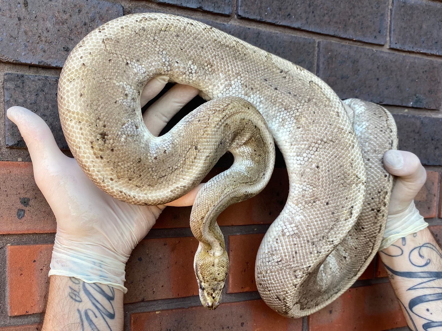Pinstripe Bamboo Ball Python by Crystal Palace Reptiles - MorphMarket