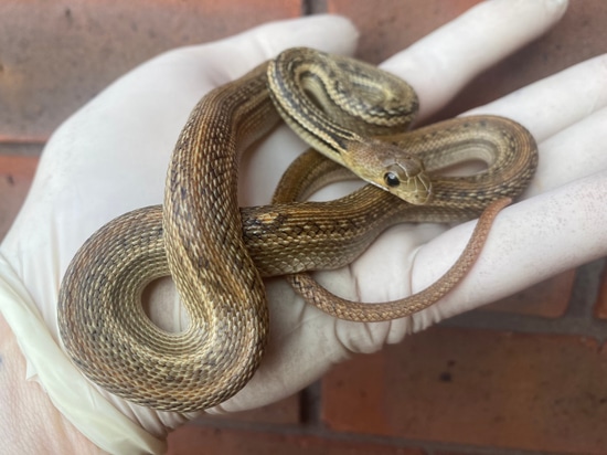 Striped Pacific 66% Poss Het T- Albino (Pituophis Catenifer Catenifer ...