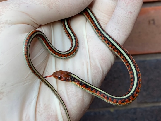 California Red-sided Gartersnake (Thamnophis Sirtalis Infernalis ...