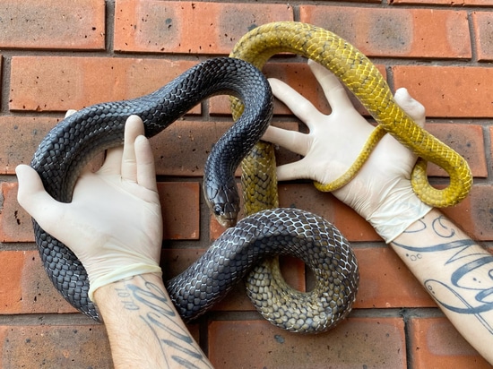 1.1 Yellow-Tailed Cribo (Drymarchon Corais) Cribo & Indigo Snakes by ...