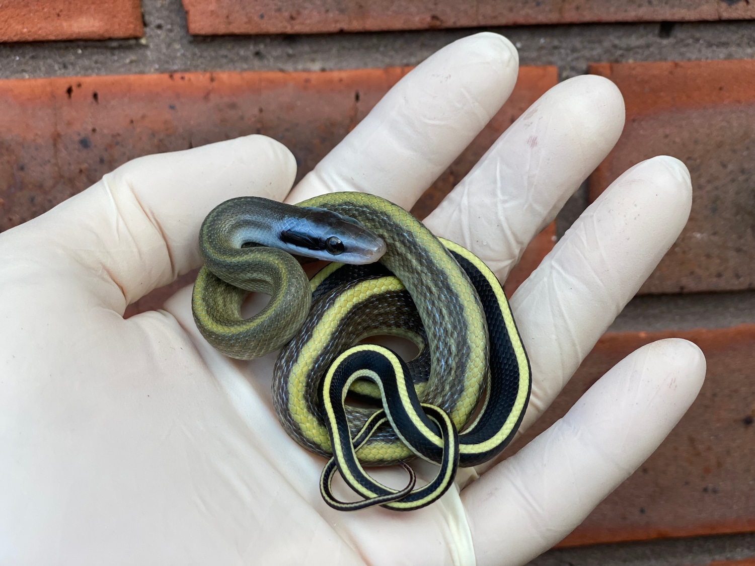 Cameron Highlands Cave Dwelling Beauty Rat Snake by Crystal Palace ...