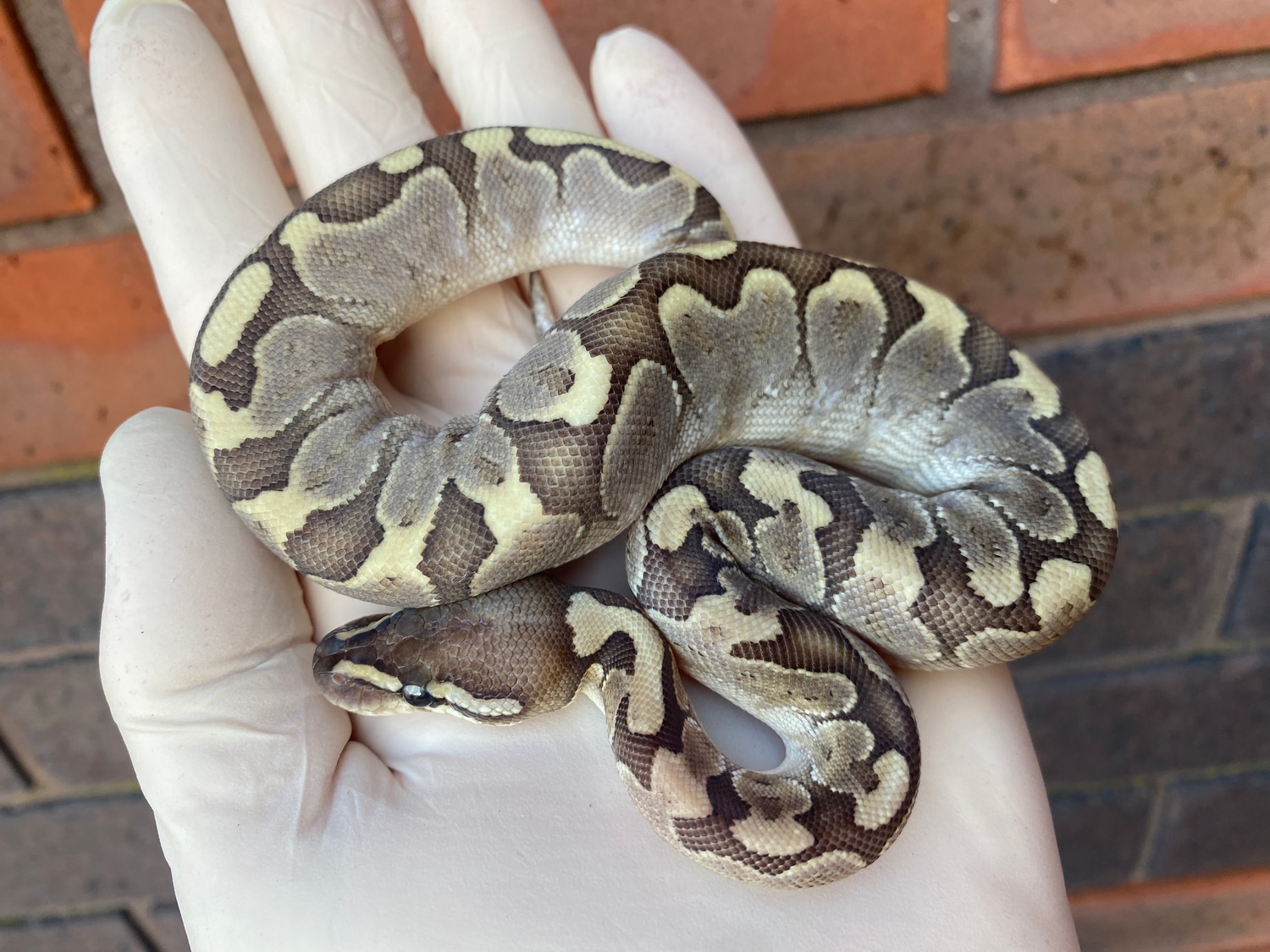 Bamboo 100% Het DesertGhost Ball Python by Crystal Palace Reptiles ...