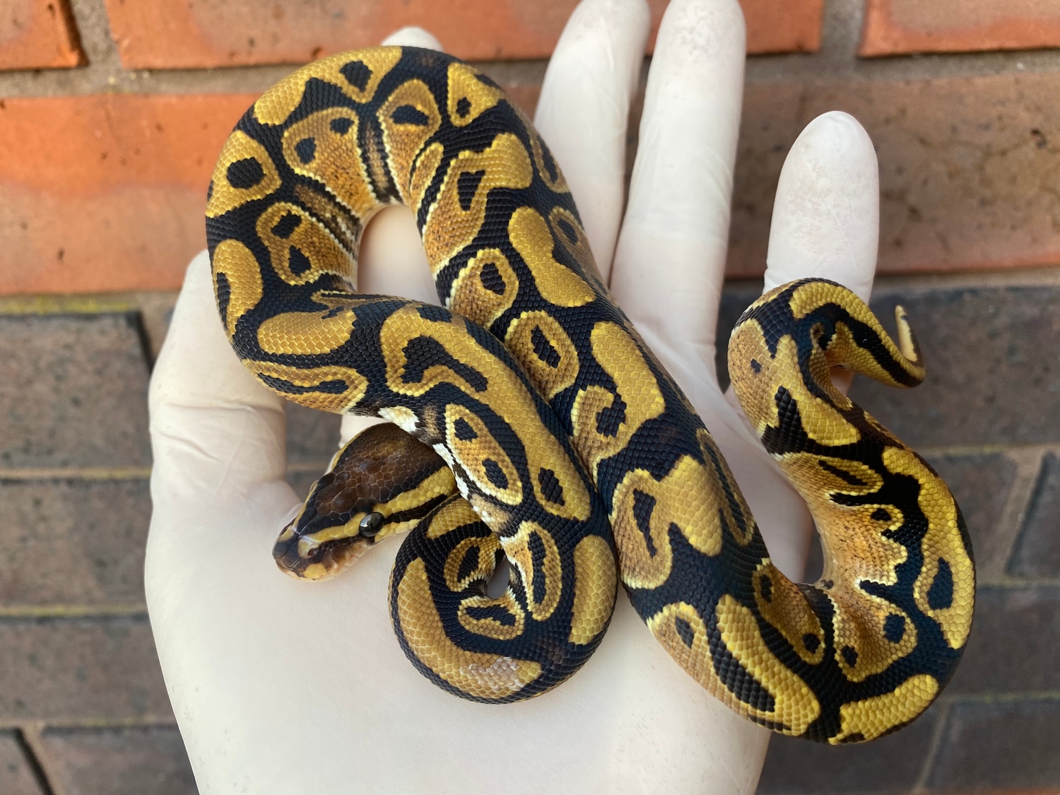 WildType 100% Het Lavender Albino Ball Python by Crystal Palace Reptiles - MorphMarket