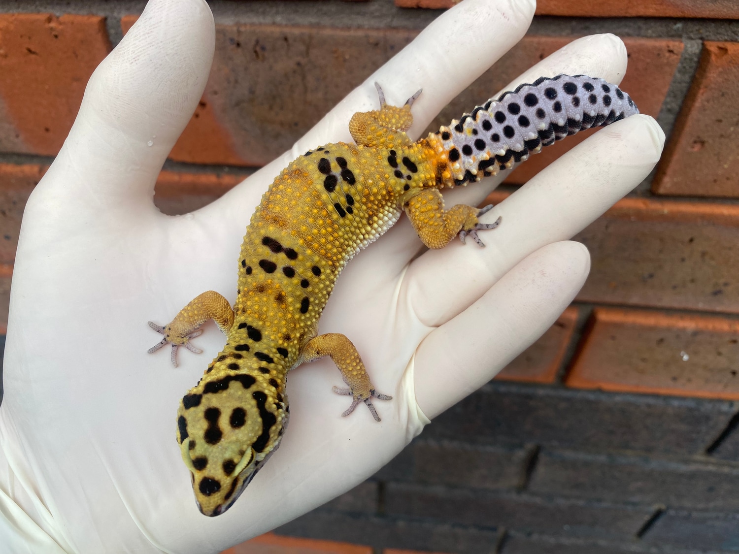 Green And Tangerine Leopard Gecko by Crystal Palace Reptiles - MorphMarket