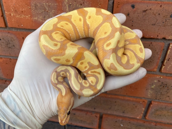 CoralGlow Enchi Mahogany Ball Python by Crystal Palace Reptiles