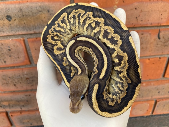 Enchi Cinnamon Fire Ball Python by Crystal Palace Reptiles