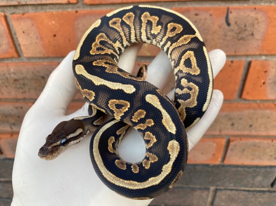 Cinnamon YellowBelly 100% Het Lavender Albino 100% Het Pied Ball Python ...
