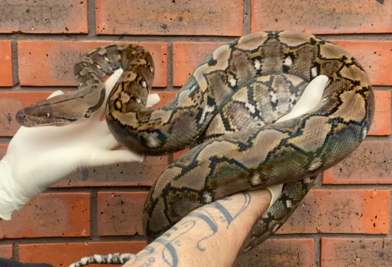 Karompa Super Dwarf Reticulated Python by Crystal Palace Reptiles