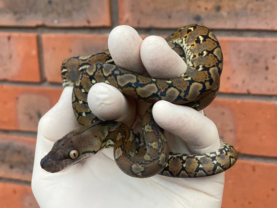 Madu Dwarf Reticulated Python by Crystal Palace Reptiles