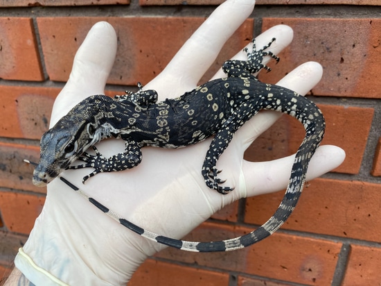 Axanthic Water Monitor by Crystal Palace Reptiles