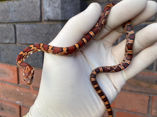 Okeetee Corn Snake by Crystal Palace Reptiles