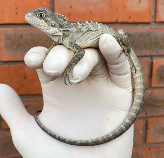 Angle Headed Forest Dragon - Hypsilurus Magnus Agama by Crystal Palace ...