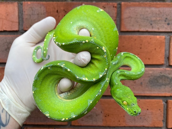 Sorong Type (Morelia Azurea Pulcher) Green Tree Python by Crystal ...