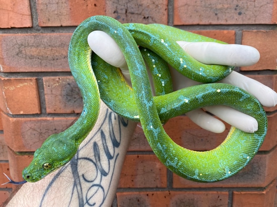 Sorong Type (Morelia Azurea Pulcher) Green Tree Python by Crystal ...