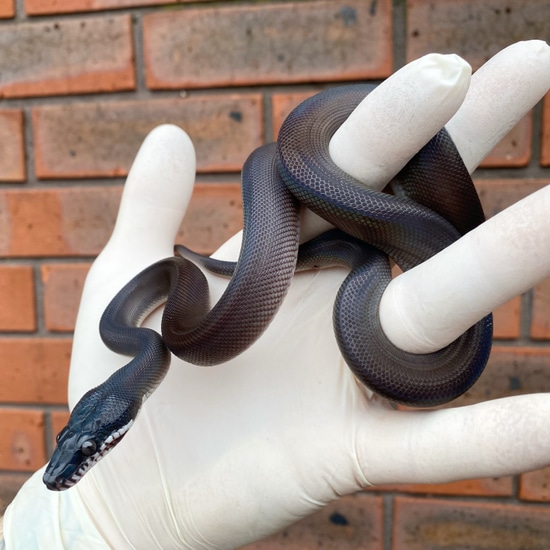 Southern / Black Phase D'Alberts Python (Leiopython Meridionalis) White ...
