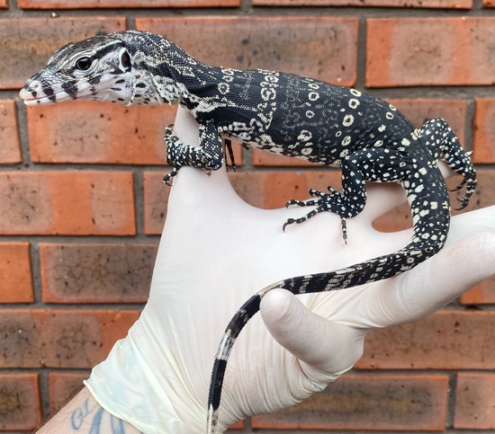 Axanthic Water Monitor by Crystal Palace Reptiles