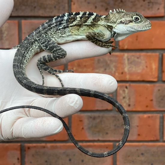 Angle Headed Forest Dragon (Lophosaurus -Hypsilurus- Magnus) Agama by ...