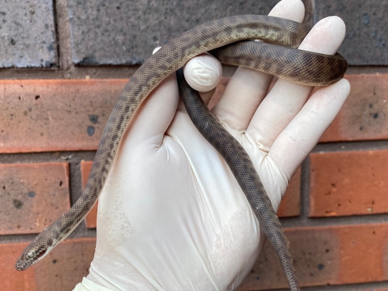 Antaresia Childreni Children's Python by Crystal Palace Reptiles