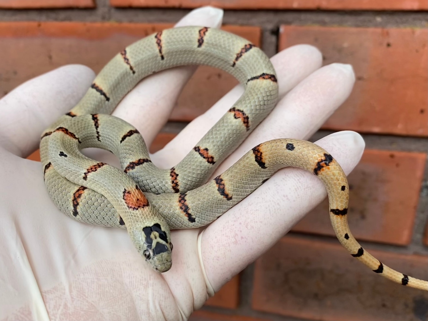 BuckSkin phase- (Lampropeltis mexicana thayeri)