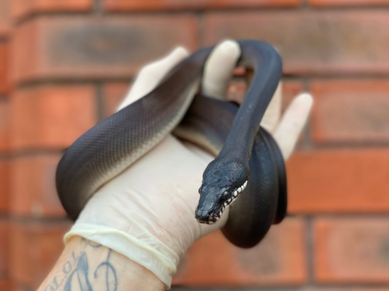 Southern / Black Phase D'Alberts Python (Leiopython Meridionalis) White ...