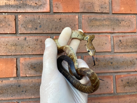Black Tailed Cribo (Drymarchon Melanurus) Cribo & Indigo Snakes by ...