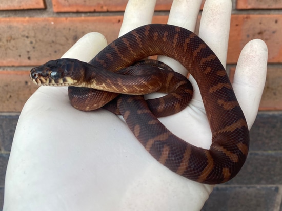 UK CAPTIVEBRED Boelen's Pythons (Morelia Boeleni) by Crystal Palace ...
