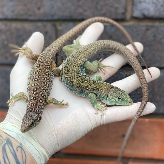 1.1 PAIR European Eyed Lizards (Timon Lepidus) Lacerta by Crystal ...